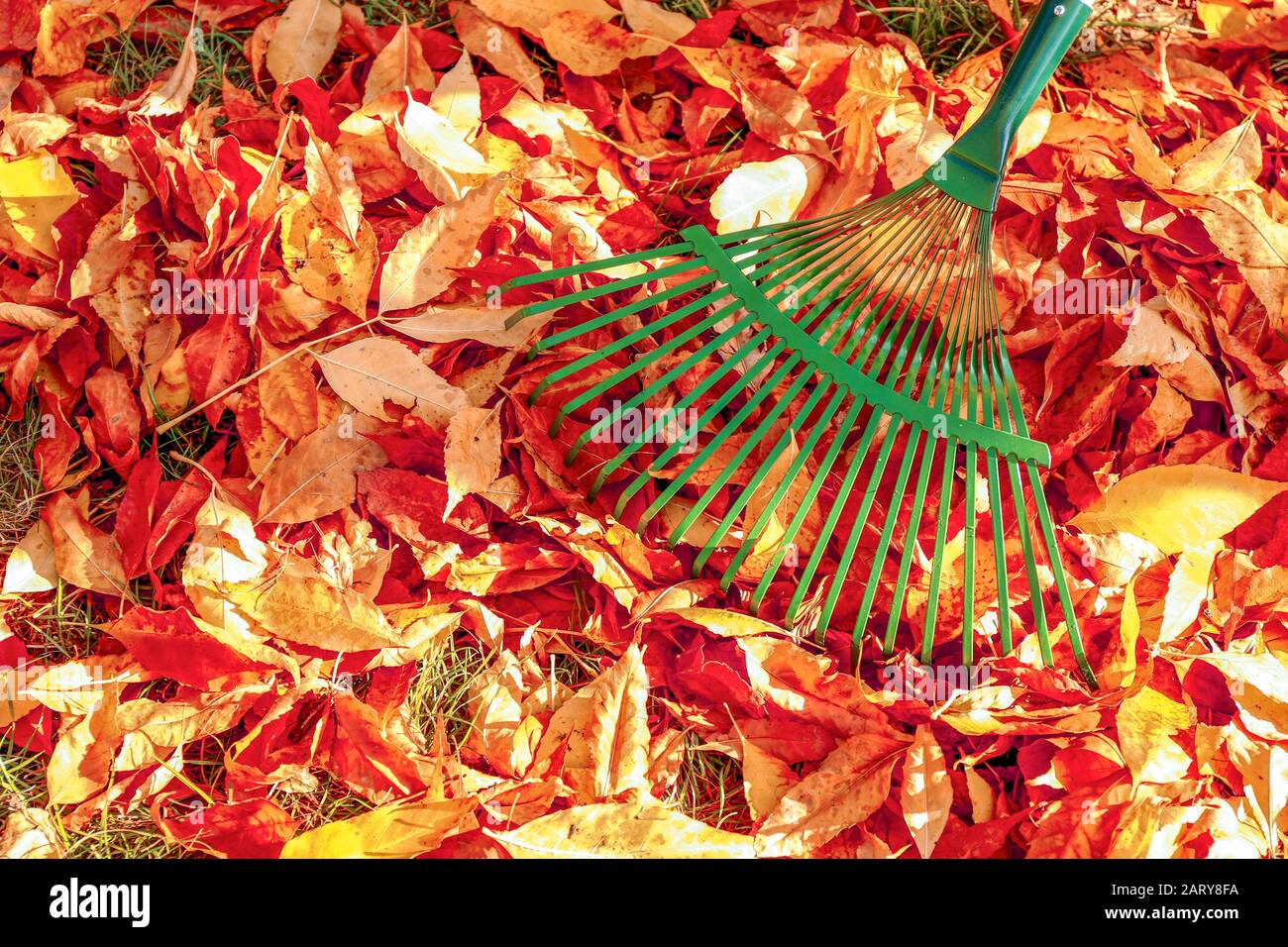 Cleaning of autumn leaves in park Stock Photo - Alamy