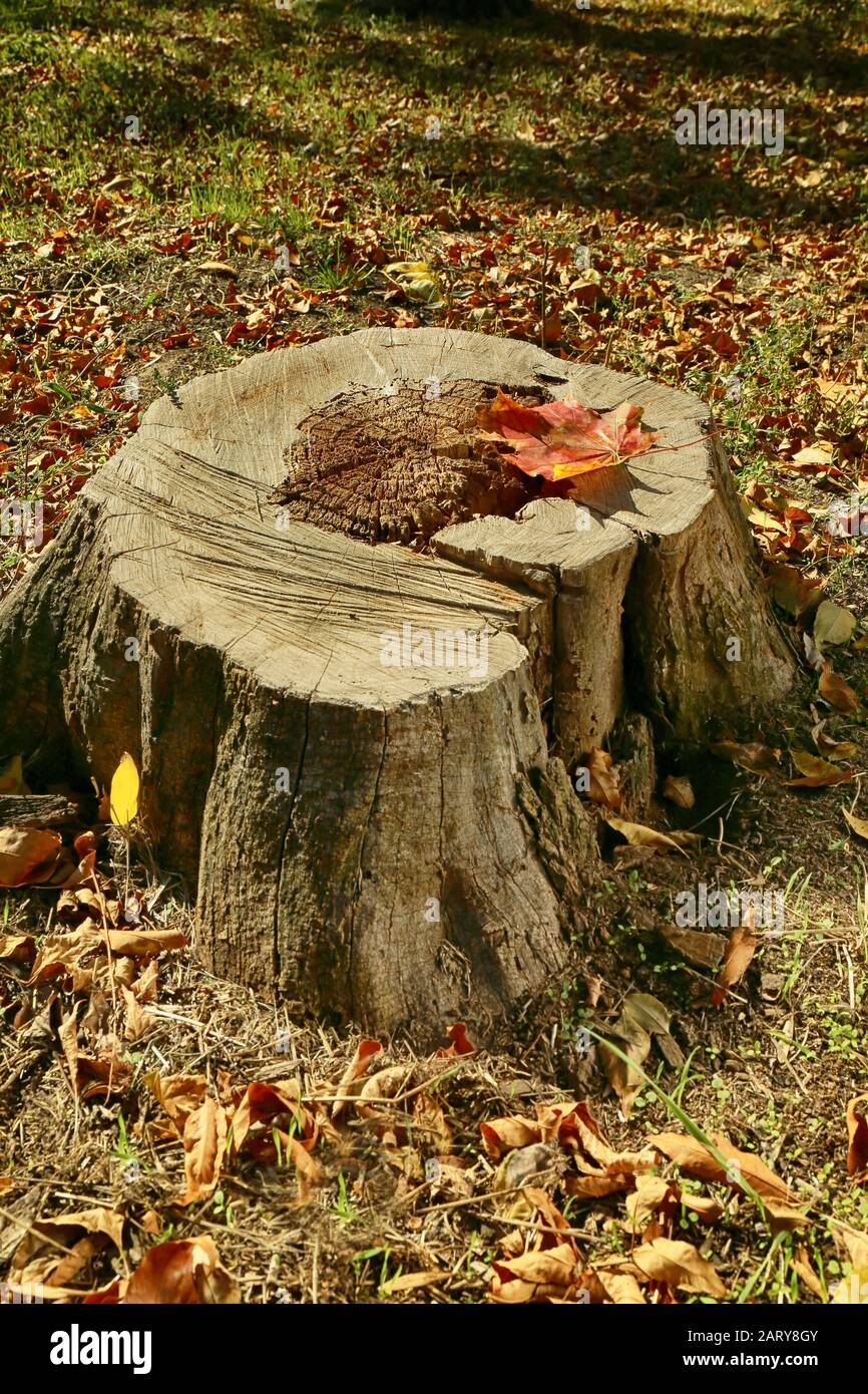 Tree stub with fallen leaf in park Stock Photo - Alamy