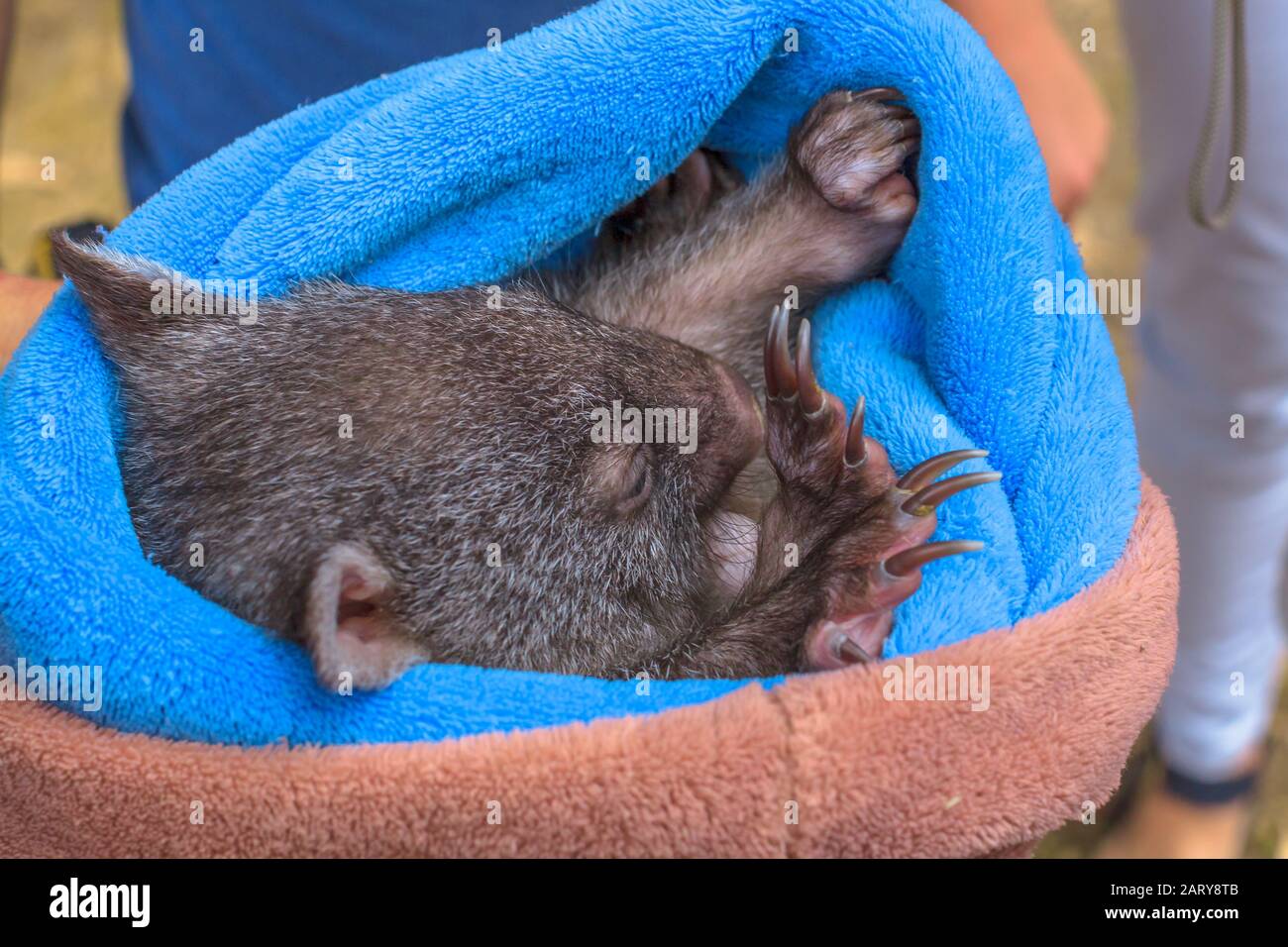 Baby wombat hi-res stock photography and images - Alamy