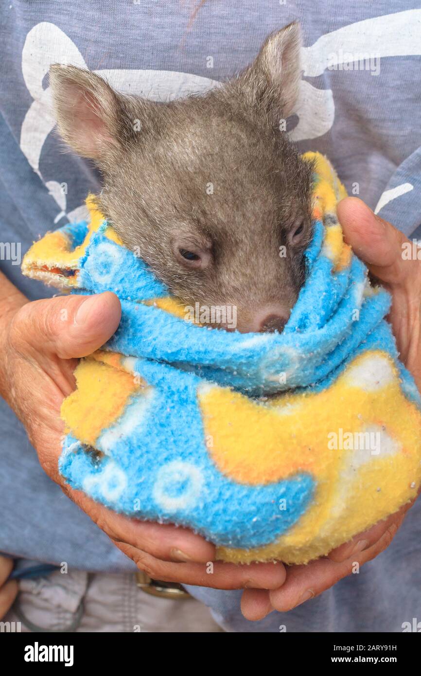 Wombat baby sleeping hi-res stock photography and images - Alamy