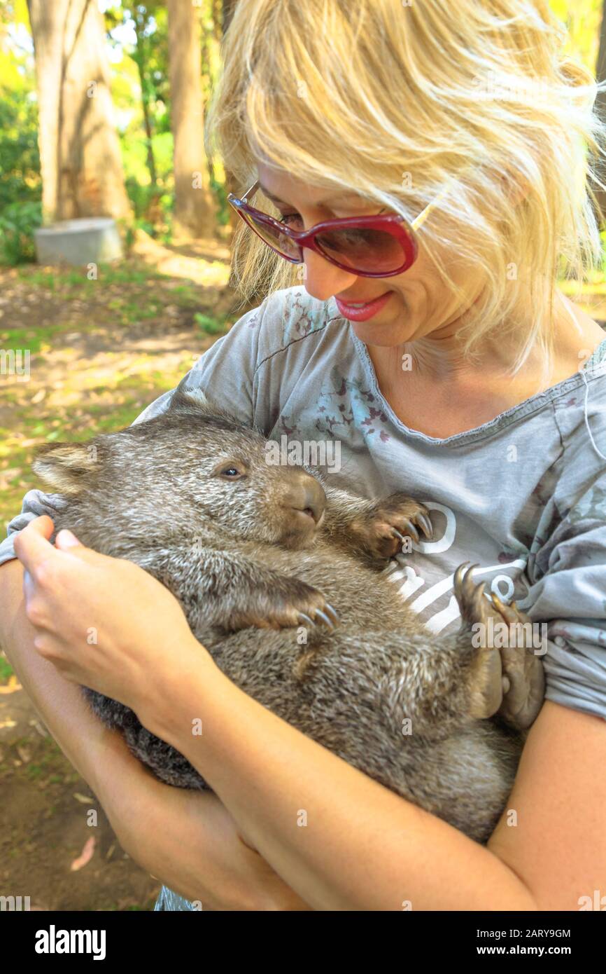 Woman holding a cute wombat sleeping in marsupial position, Vombatus ...
