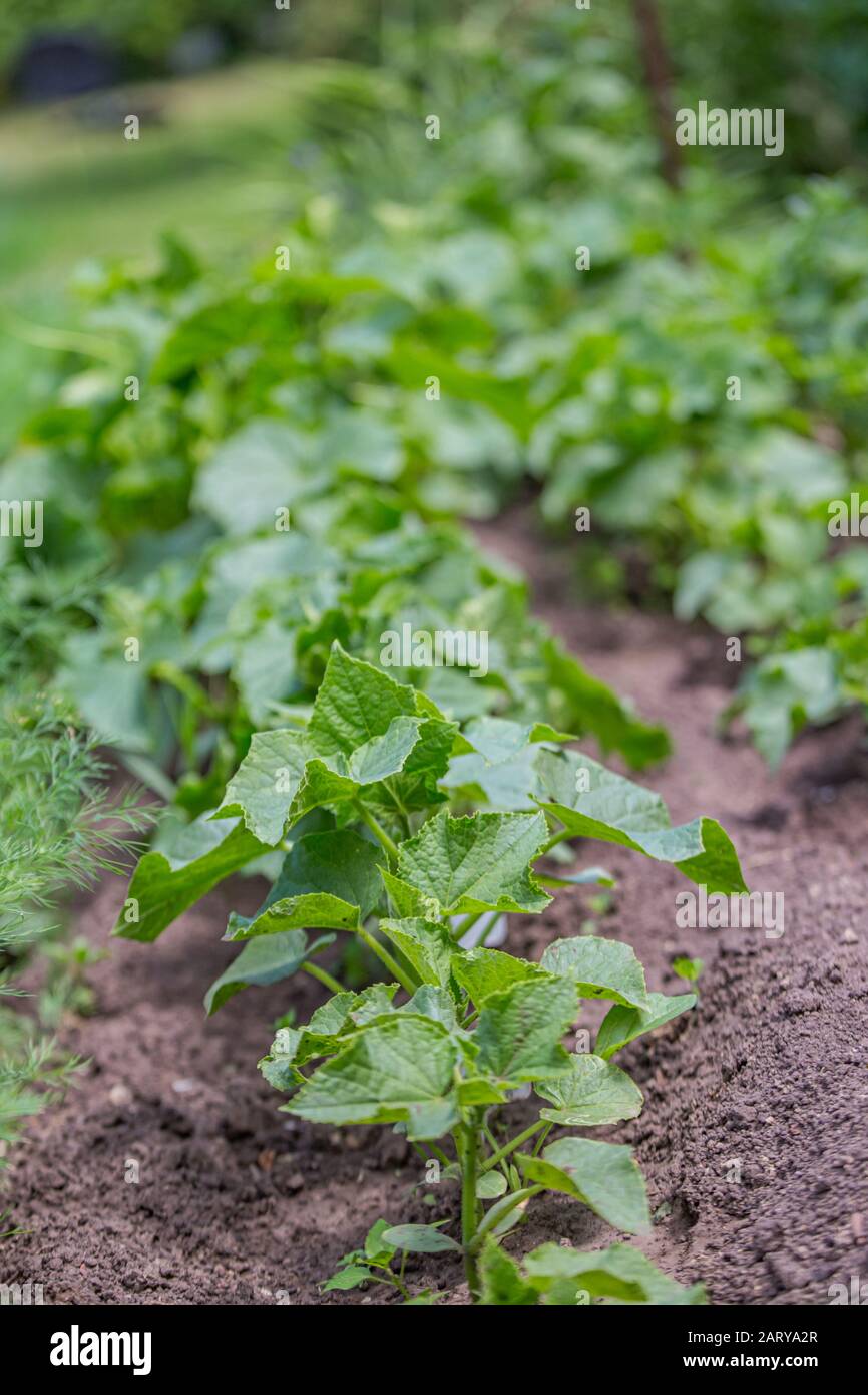 Green cucumber seedling grows from soil in garden in spring. Densely ...