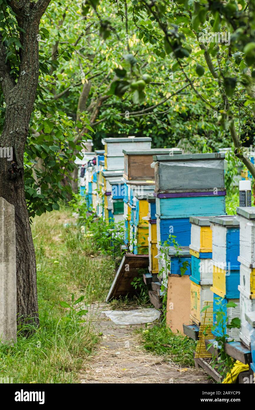 apiary with single-body beehives and multi-body beehives in the garden ...
