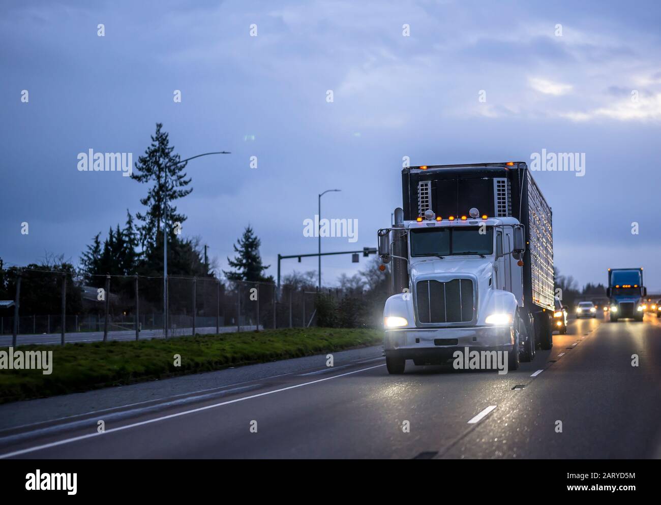 Big rig white classic industrial diesel semi truck transporting frozen ...