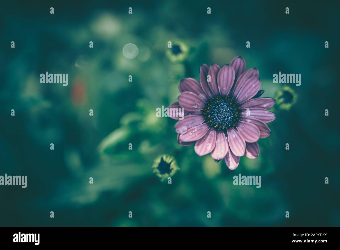 Daisy flowers background; nature background Stock Photo - Alamy