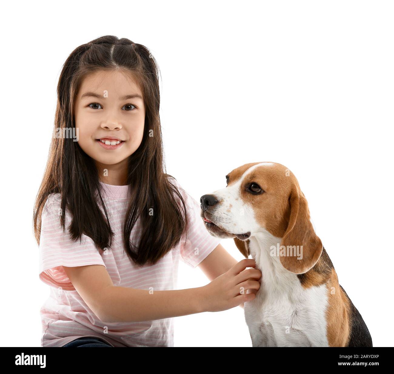Little Asian girl with cute beagle dog on white background Stock Photo ...