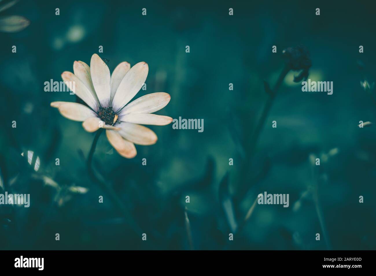 Daisy flowers background; nature background Stock Photo - Alamy