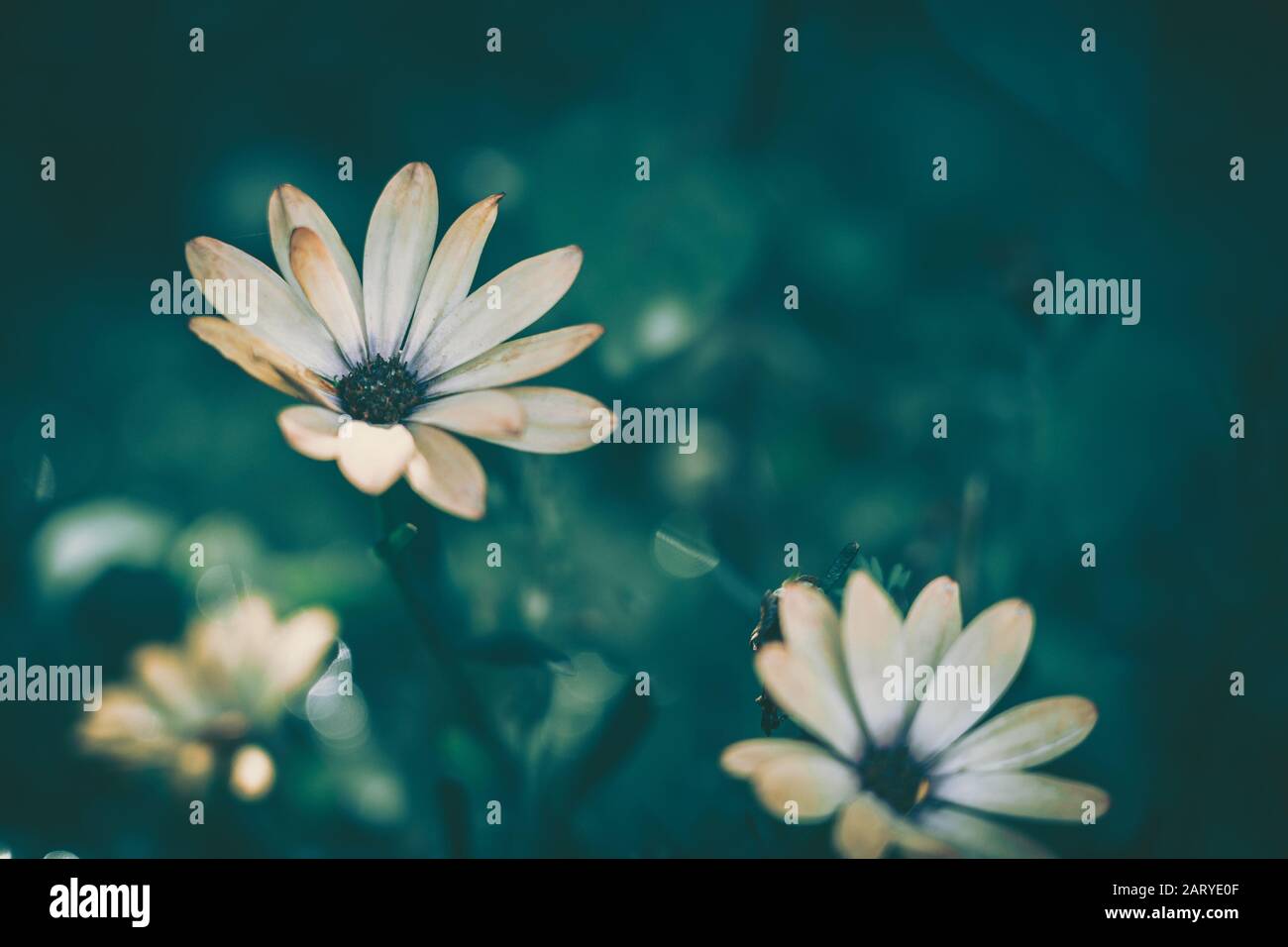 Daisy flowers background; nature background Stock Photo - Alamy