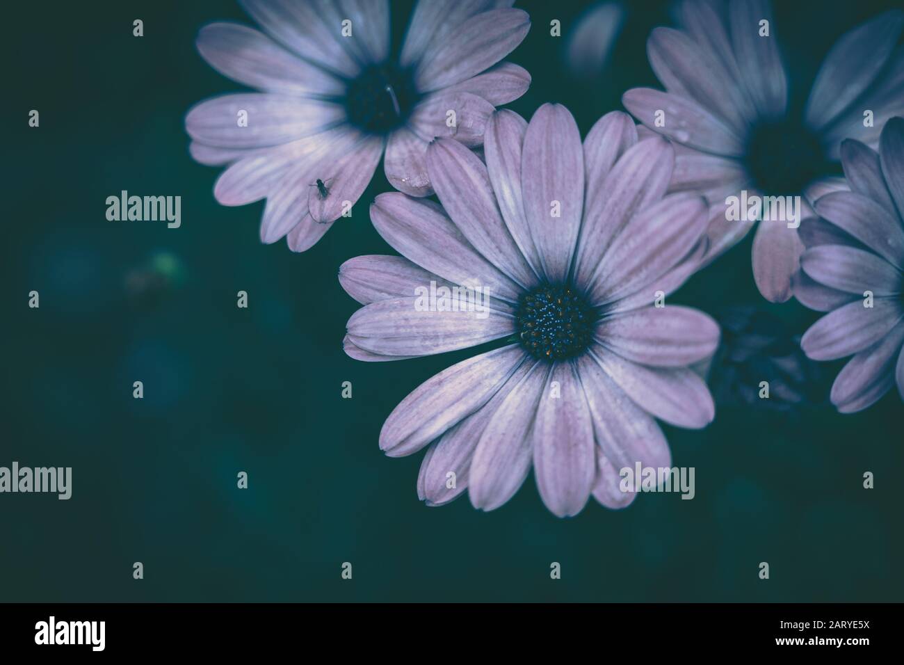 Daisy flowers background; nature background Stock Photo - Alamy