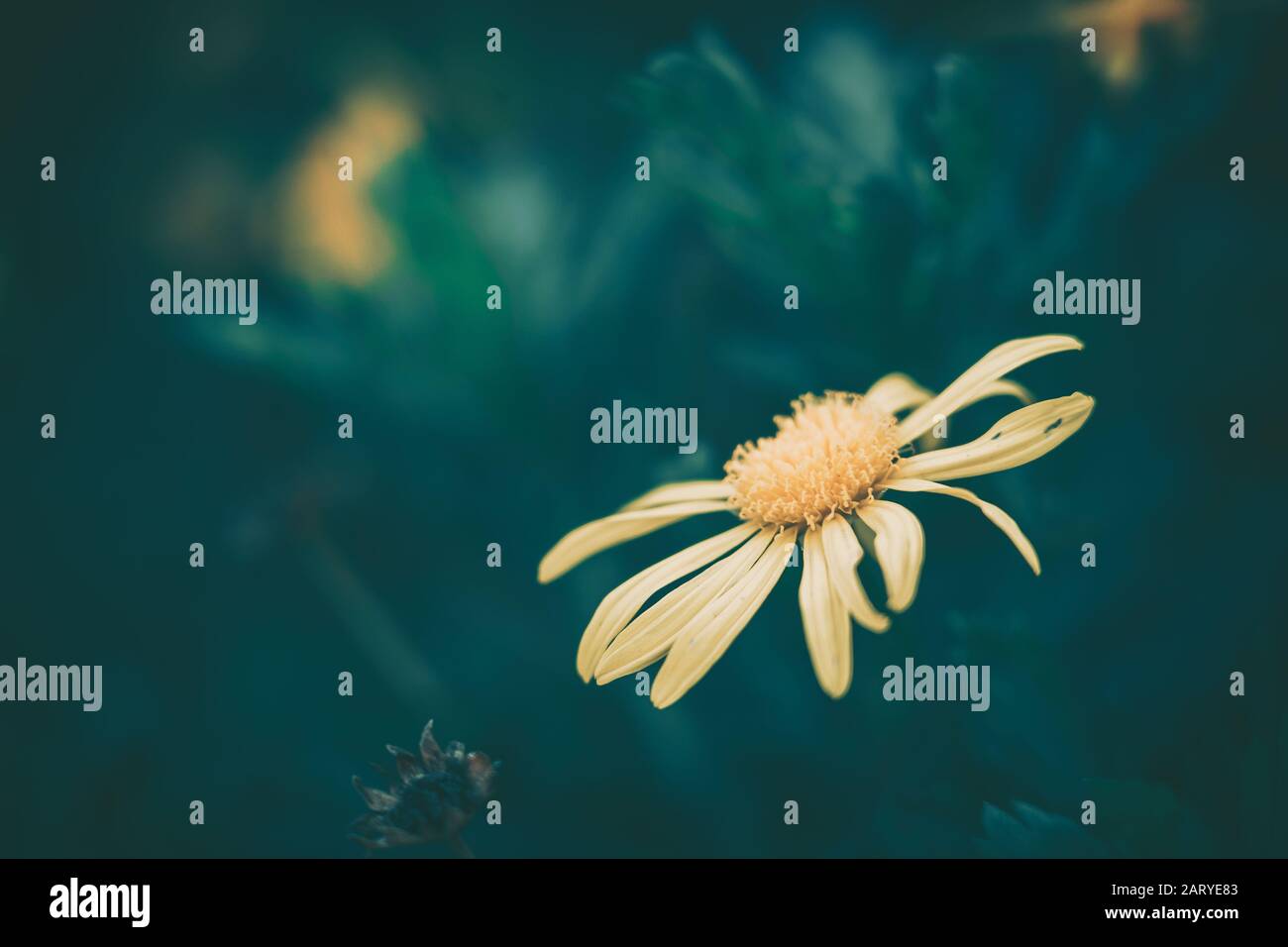 Daisy flowers background; nature background Stock Photo - Alamy