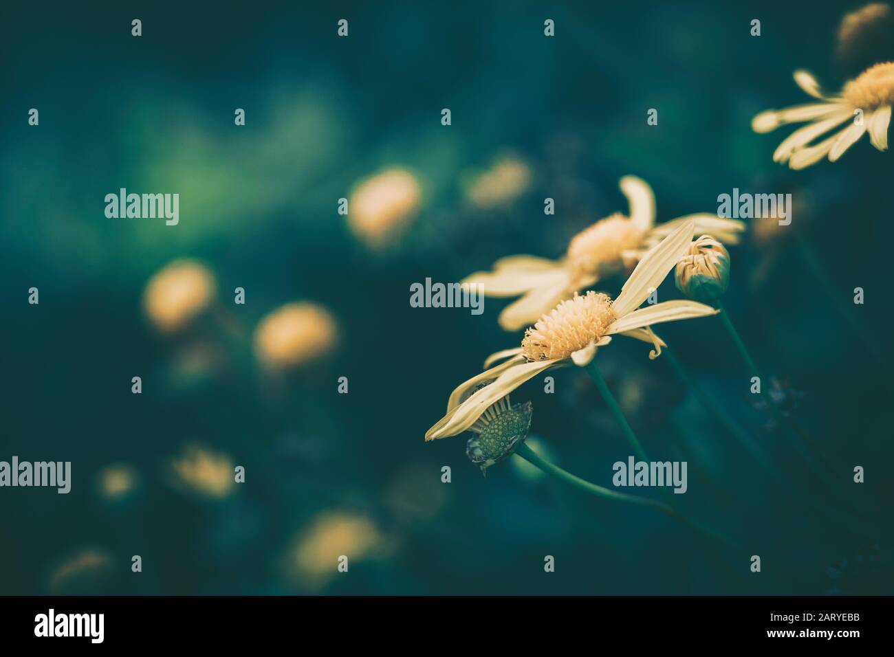 Daisy flowers background; nature background Stock Photo - Alamy