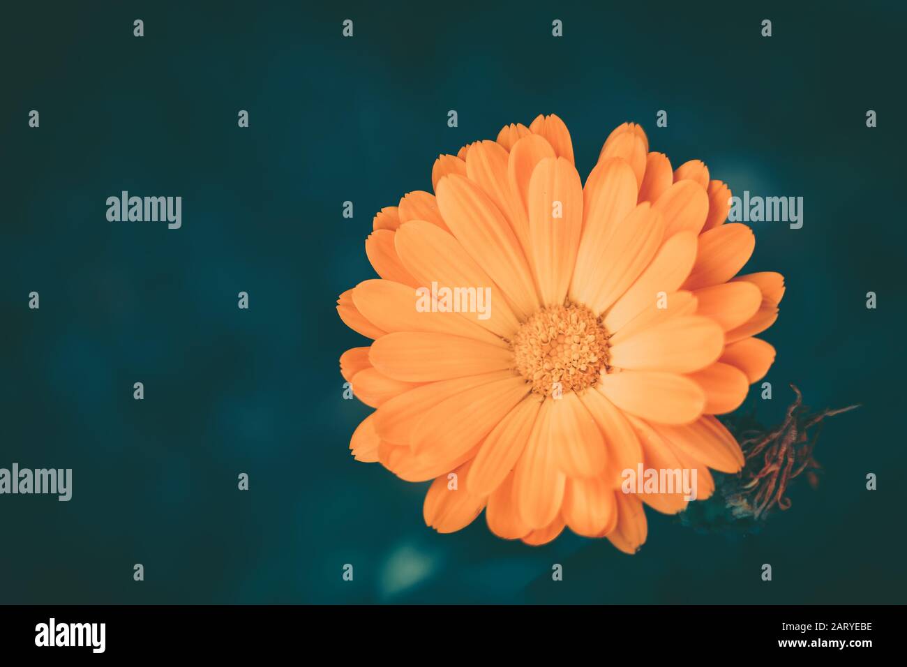 Daisy flowers background; nature background Stock Photo - Alamy