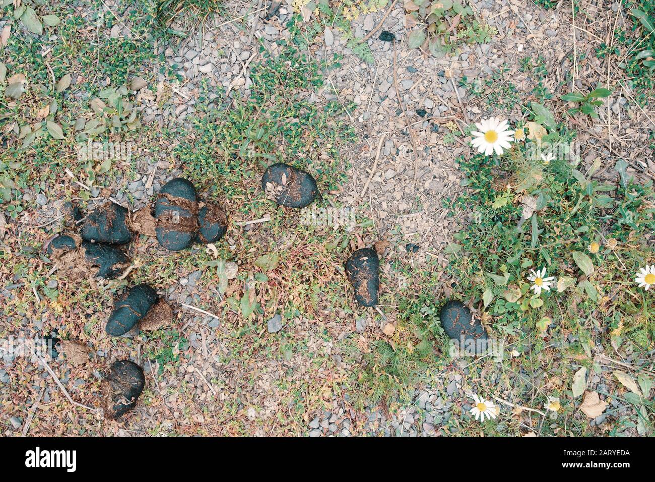 Horse Dung Or Manure Horse Dung Horses Apple On The Grass Stock Photo