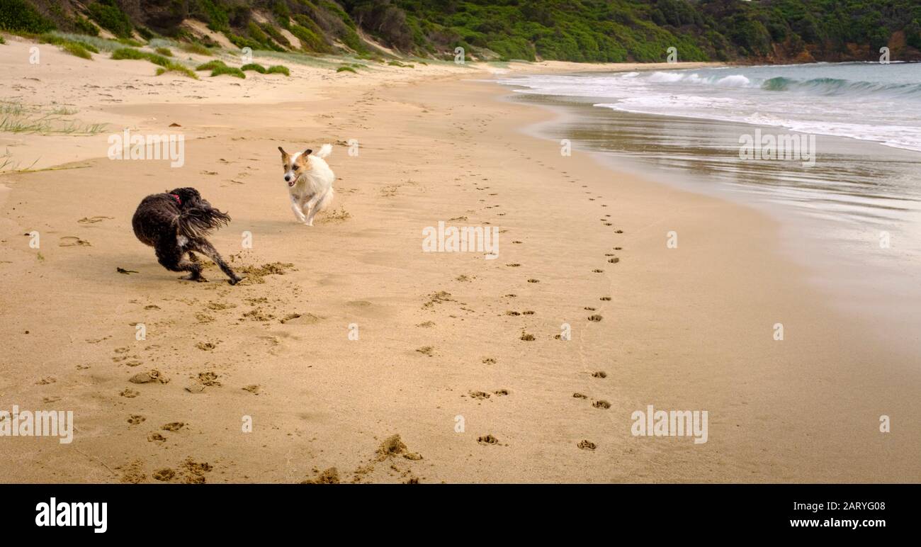 Action shot of two dogs running and playing on a dog off leash beach ...
