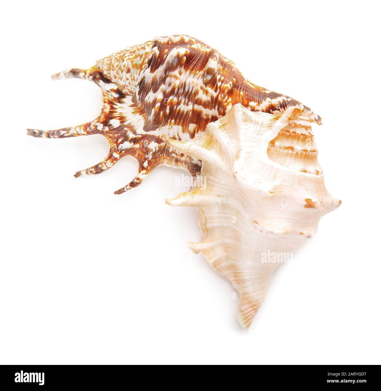 Sea shells on white background Stock Photo - Alamy