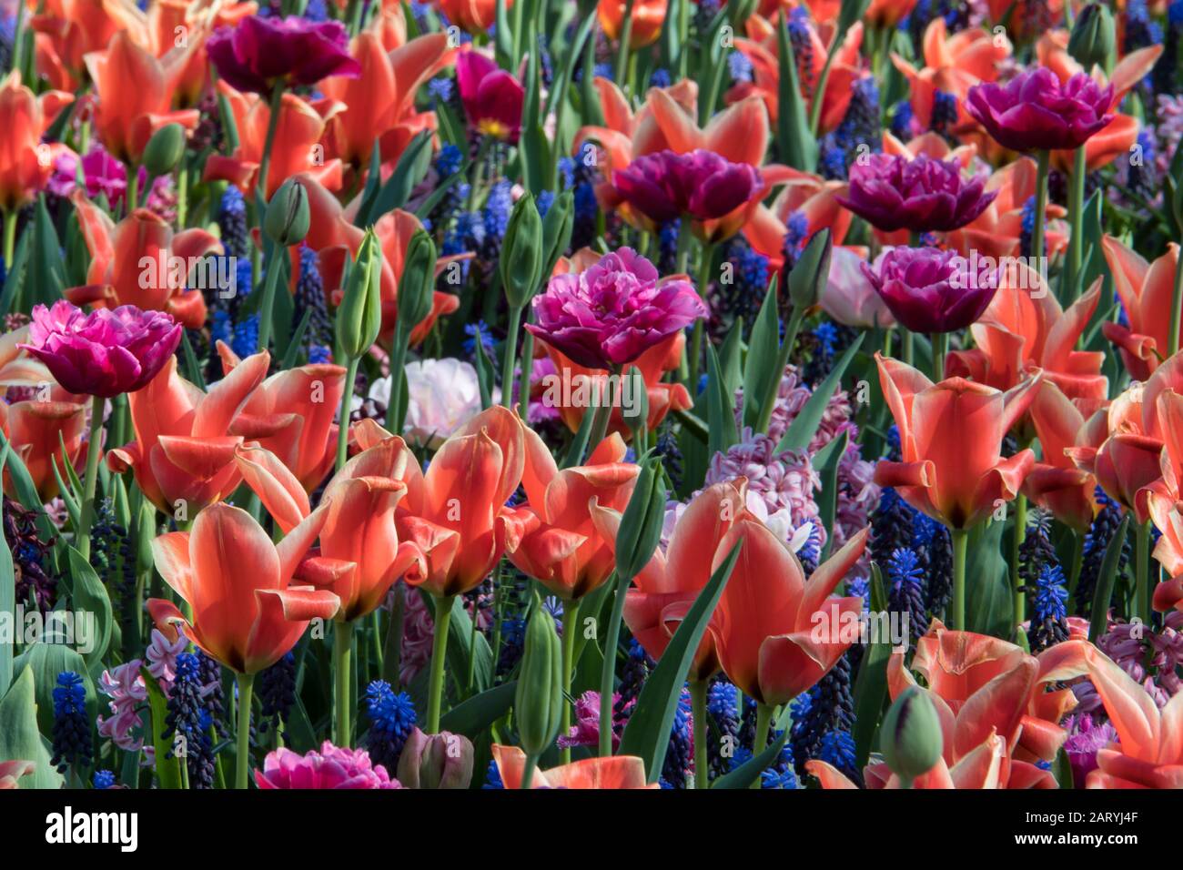 Multicolor tulips in a Dutch garden Stock Photo - Alamy