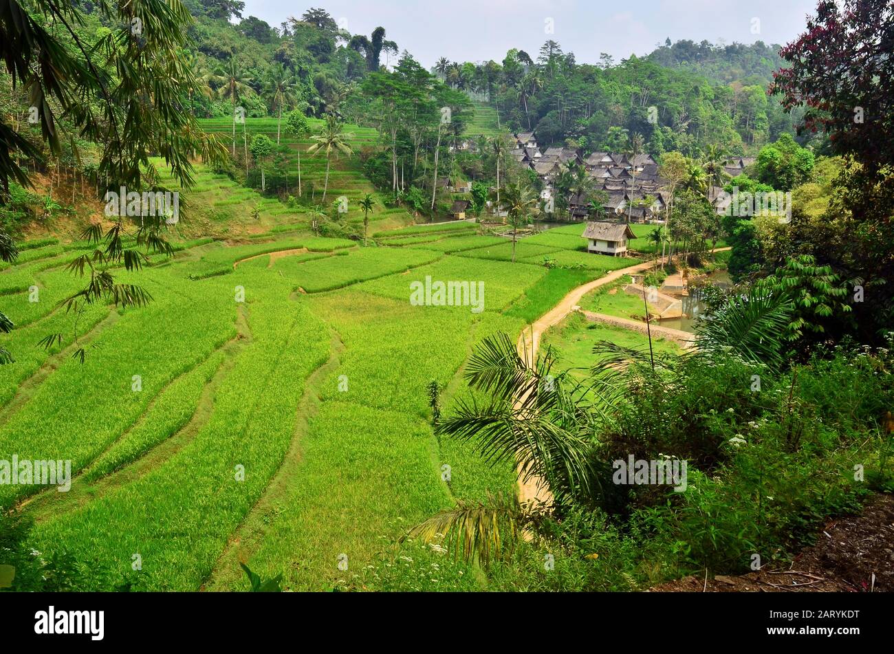 rice field before residents' houses in Tasikmalaya, West Java ...