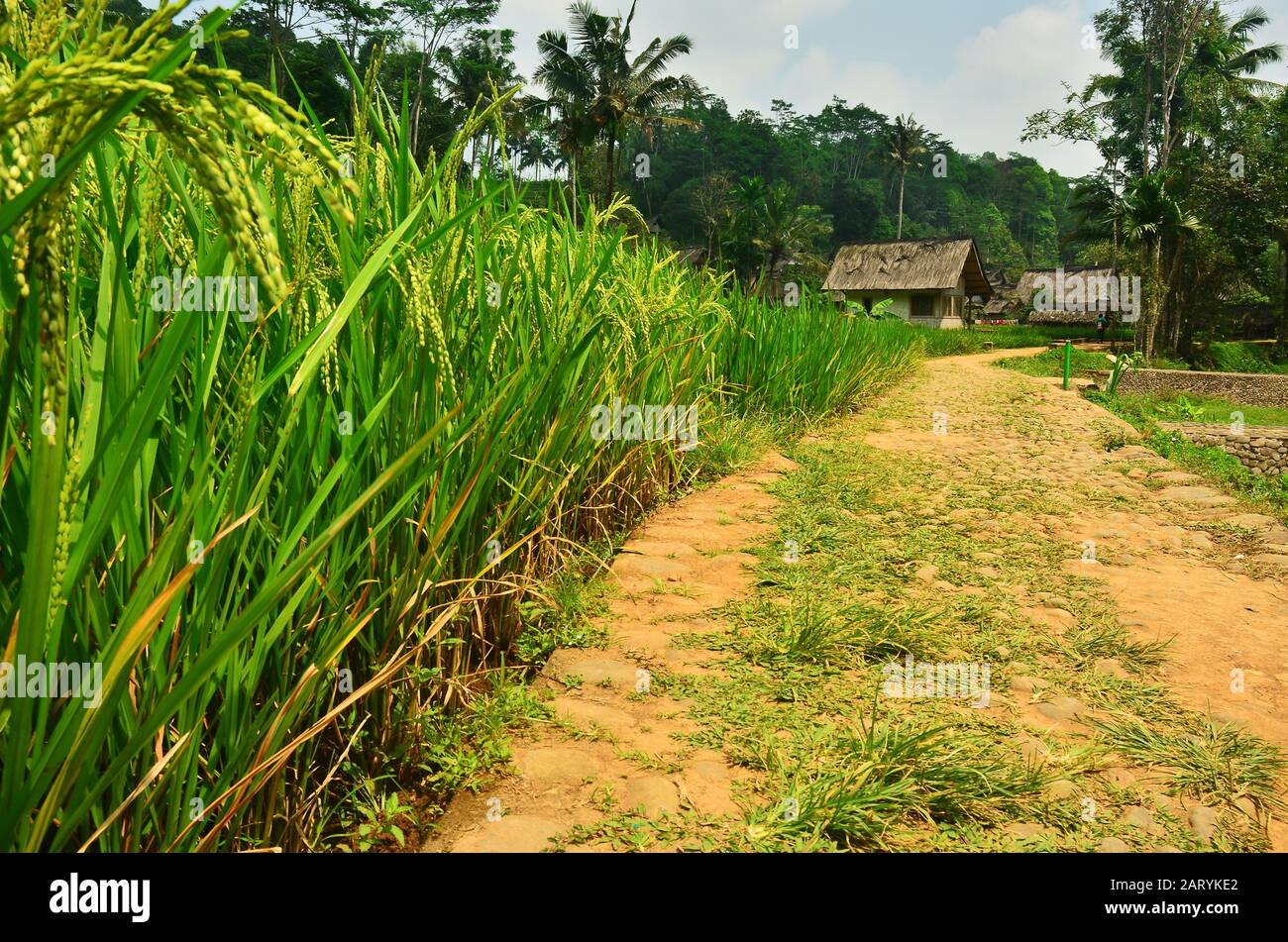 green rice field with rural road Stock Photo - Alamy