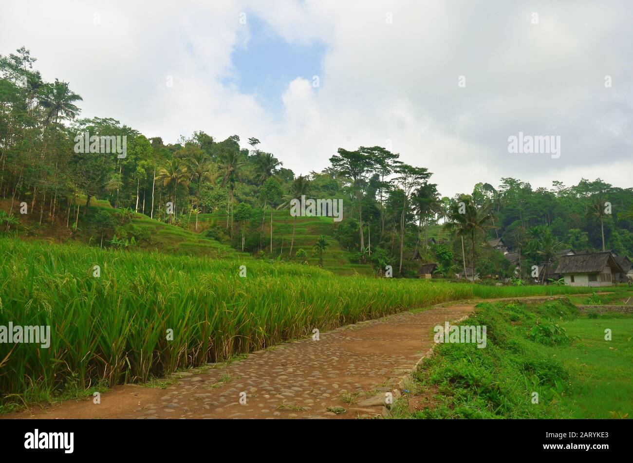 green rice field with rural road Stock Photo - Alamy