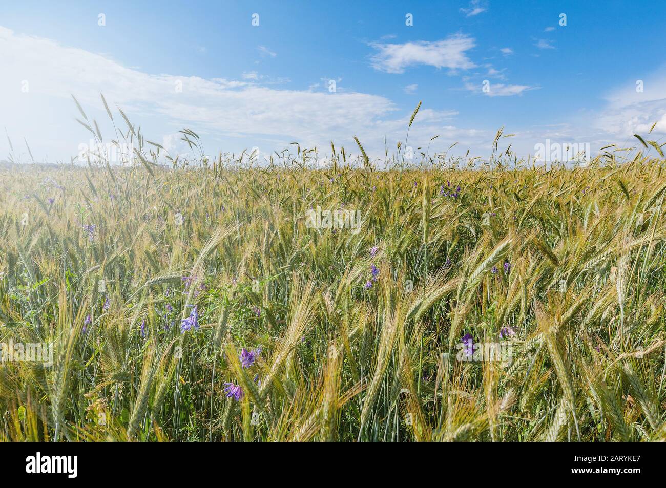 Rye field green immature hi-res stock photography and images - Alamy