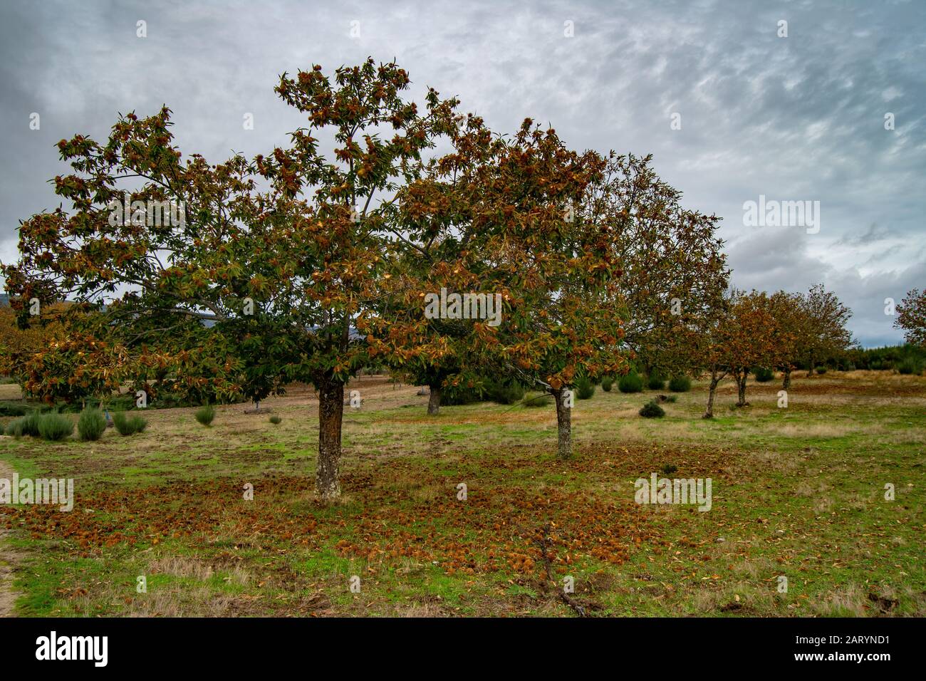 Chestnut field in Montalegre Portugal Stock Photo - Alamy