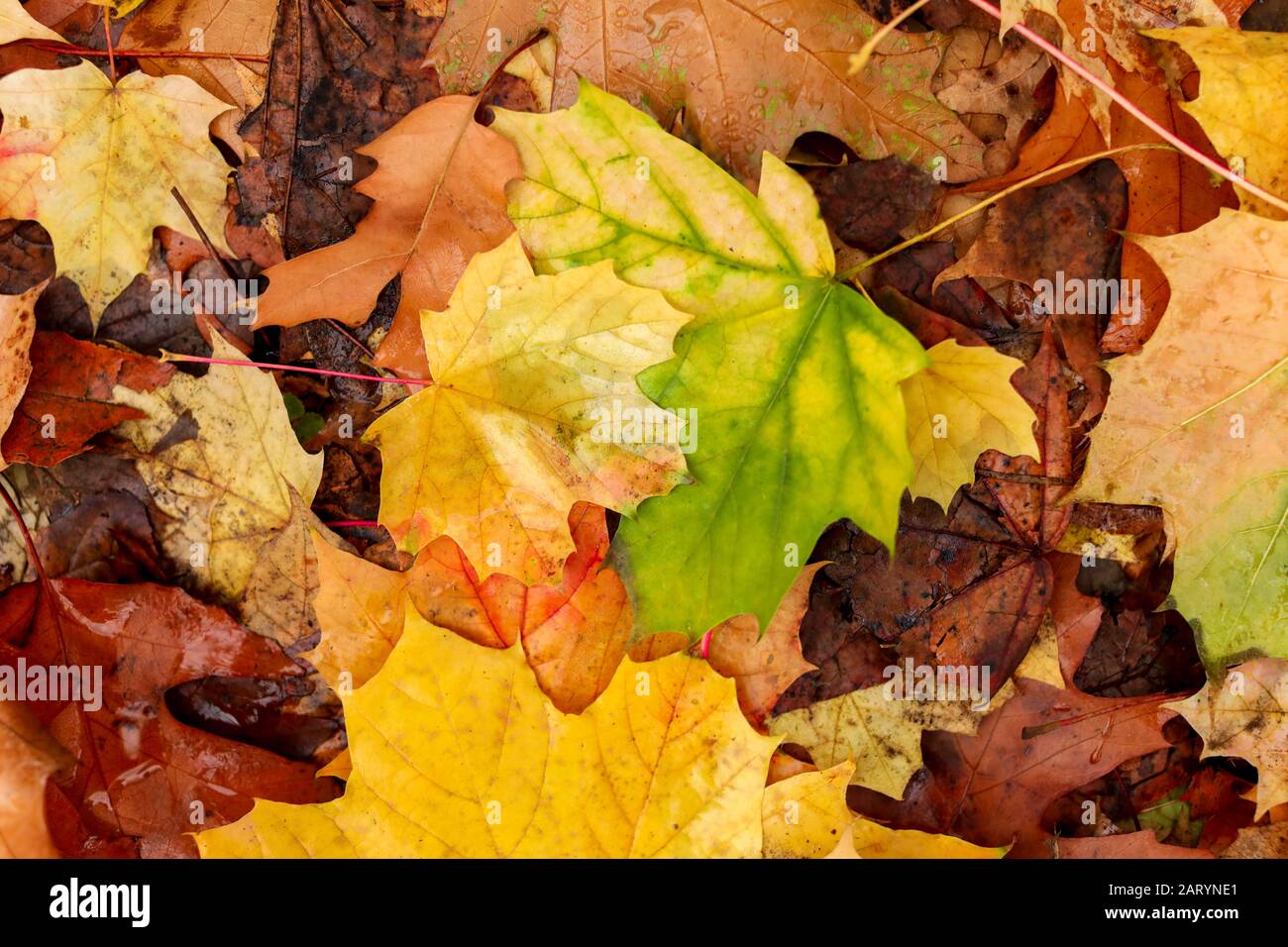 Fallen leaves on ground in autumn park Stock Photo - Alamy