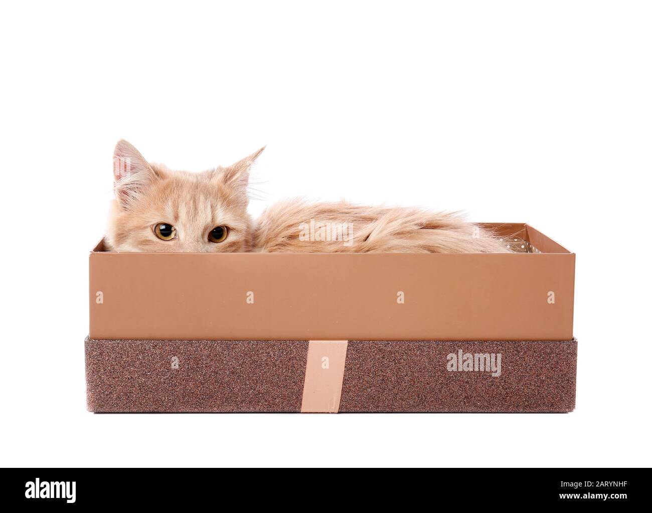 Cute funny cat in gift box on white background Stock Photo - Alamy