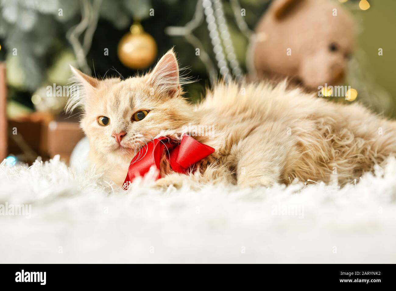 Cute funny cat in room decorated for Christmas Stock Photo - Alamy