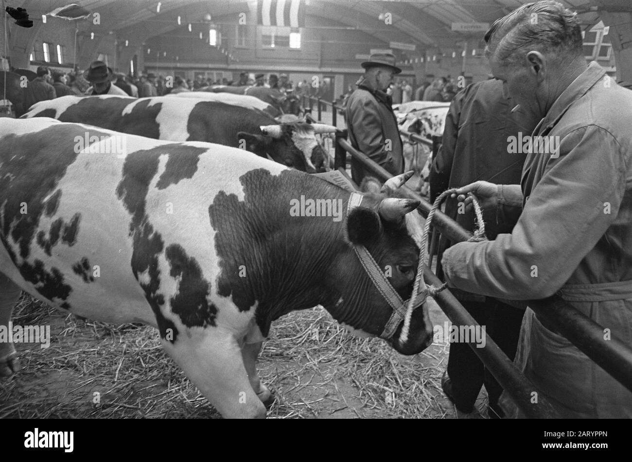 Thirty second easter cattle exhibition hi-res stock photography and ...