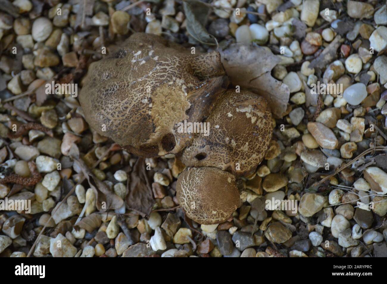 Small poisonous mushroom fungus Stock Photo - Alamy