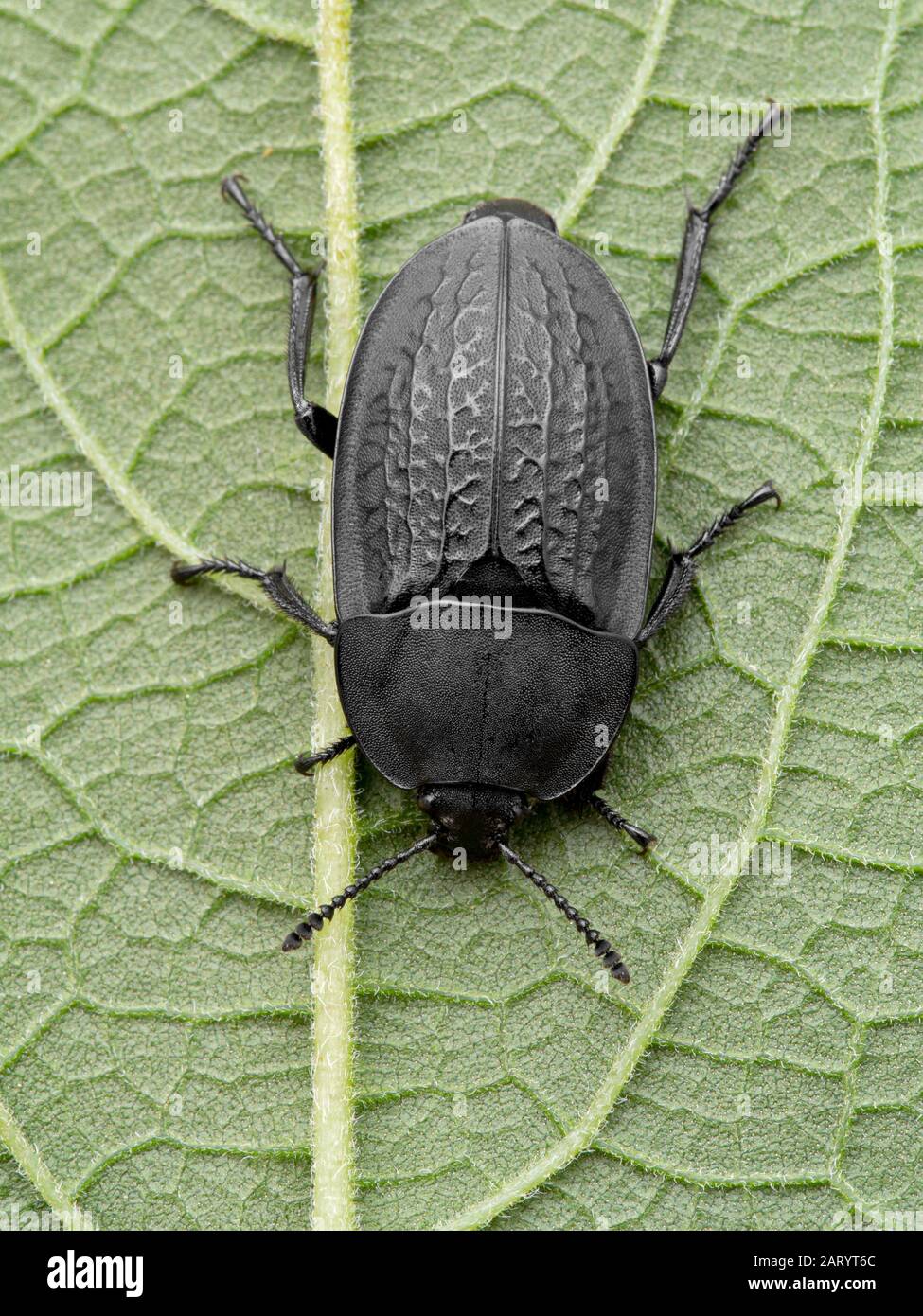 Carrion beetles hi-res stock photography and images - Alamy