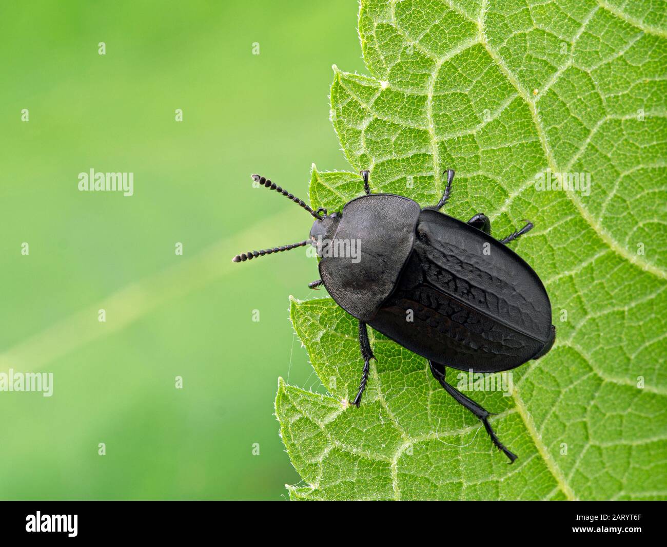 Carrion beetles hi-res stock photography and images - Alamy