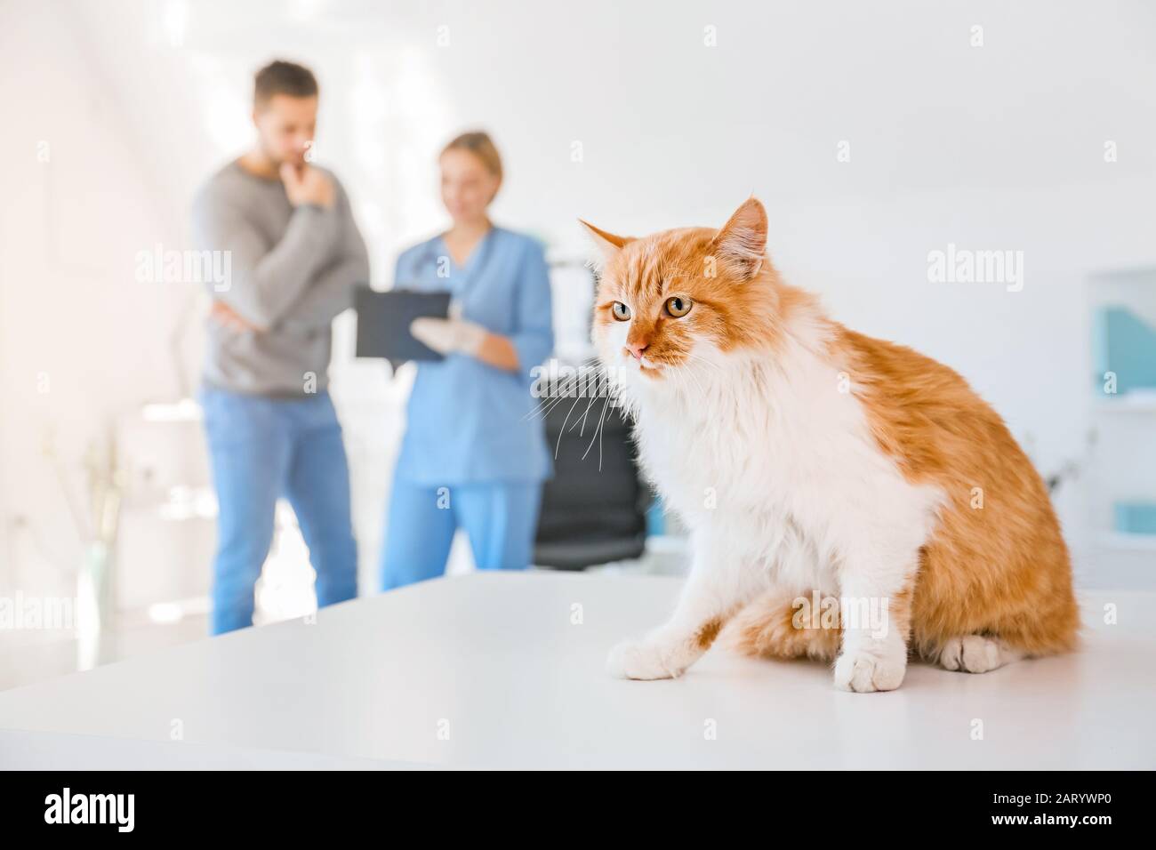 Cute cat on table in vet clinic Stock Photo - Alamy