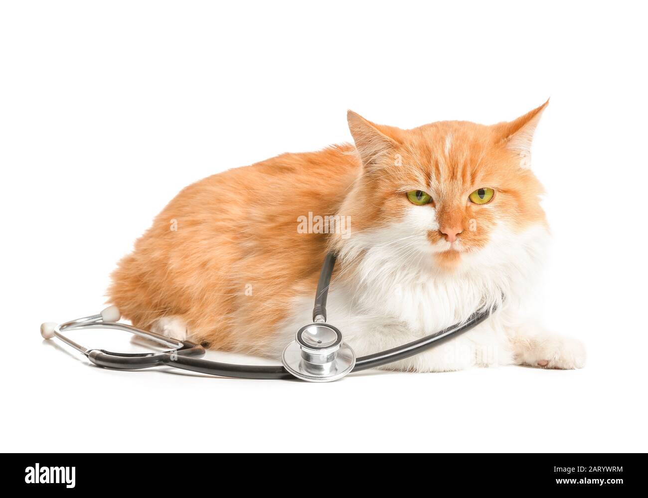 Cute cat with stethoscope on white background Stock Photo - Alamy