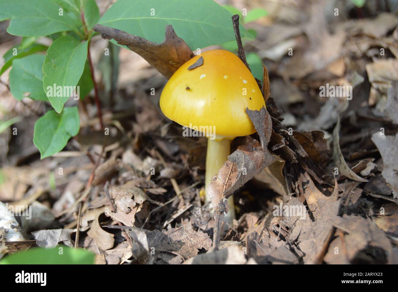 Small poisonous mushroom fungus Stock Photo - Alamy