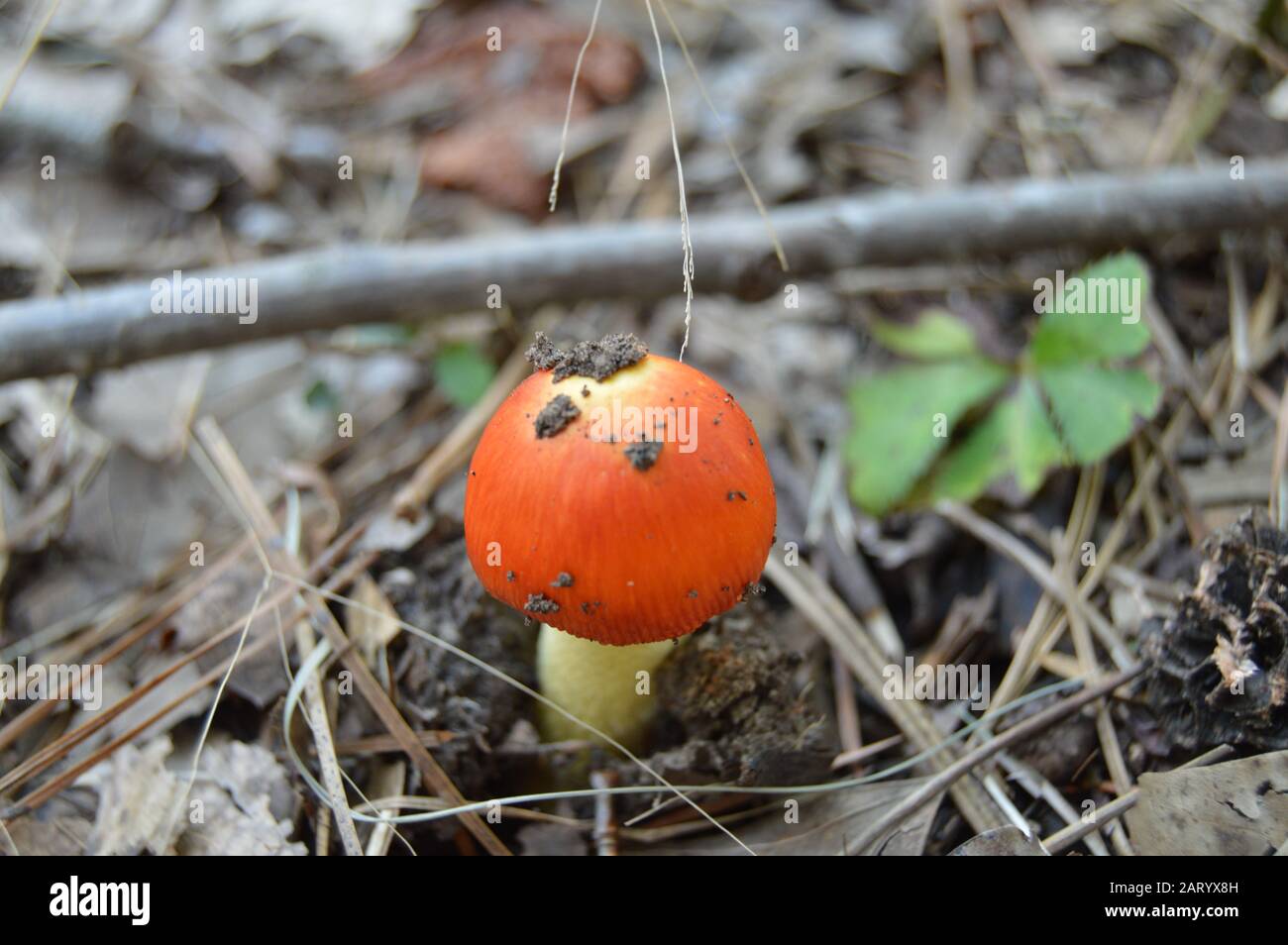 Deadly poisonous plant hi-res stock photography and images - Alamy