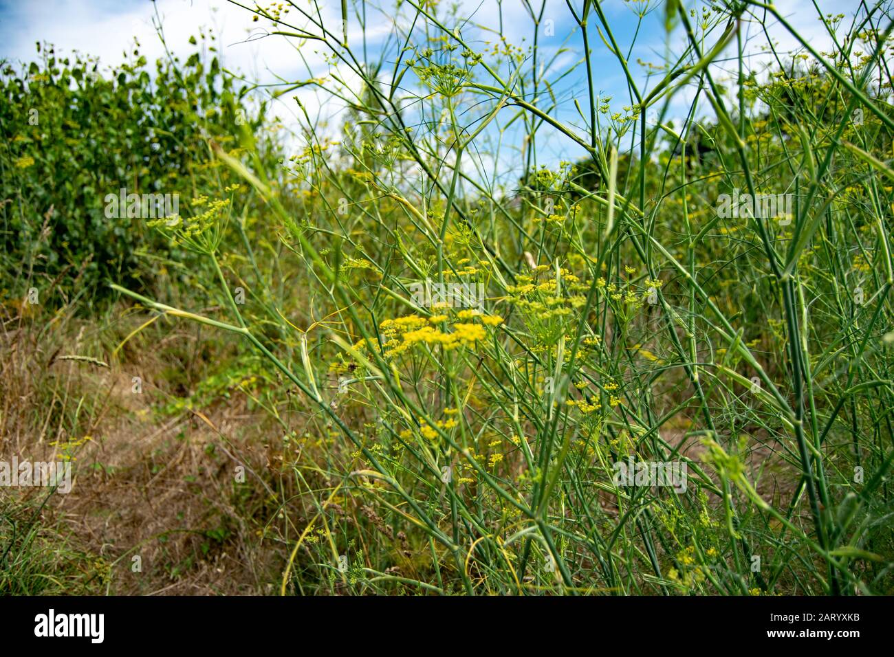 Cha anis hi-res stock photography and images - Alamy