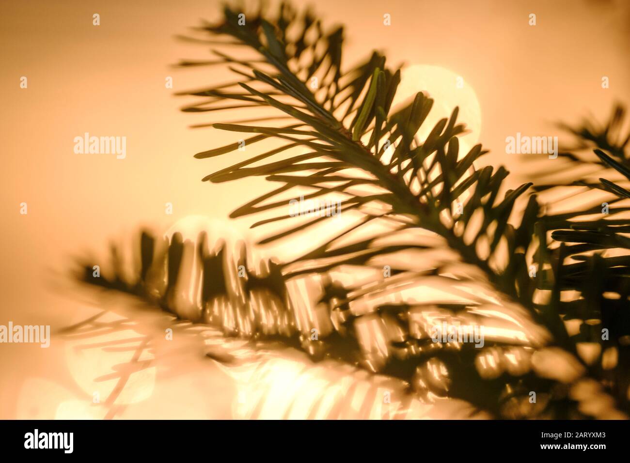 Close up pine fronds hi-res stock photography and images - Alamy