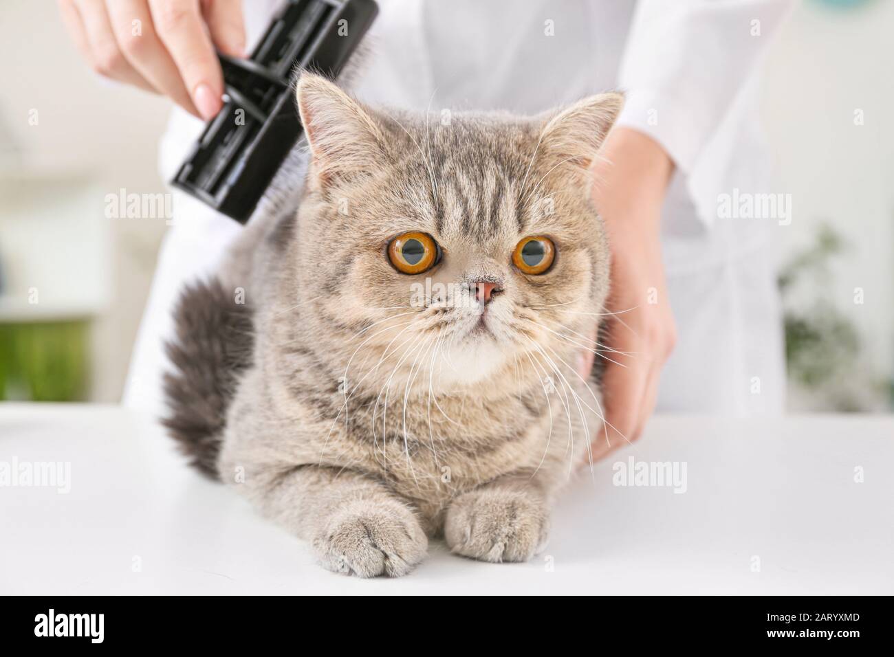 Groomer brushing cute funny cat in salon Stock Photo - Alamy