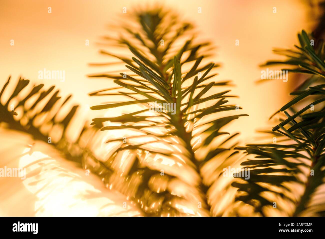 Pine fronds hi-res stock photography and images - Alamy