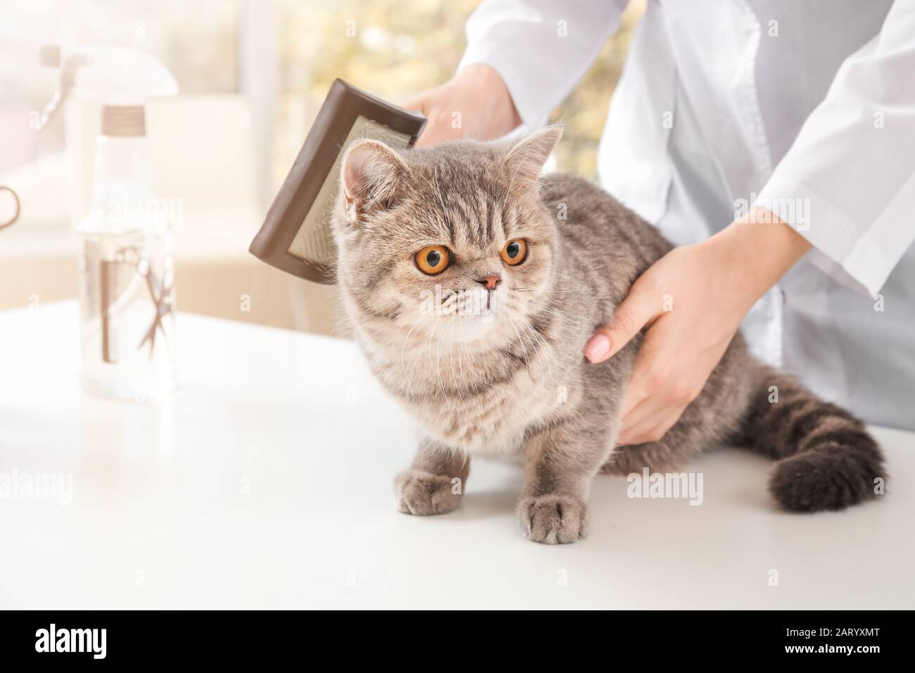 Groomer brushing cute funny cat in salon Stock Photo - Alamy