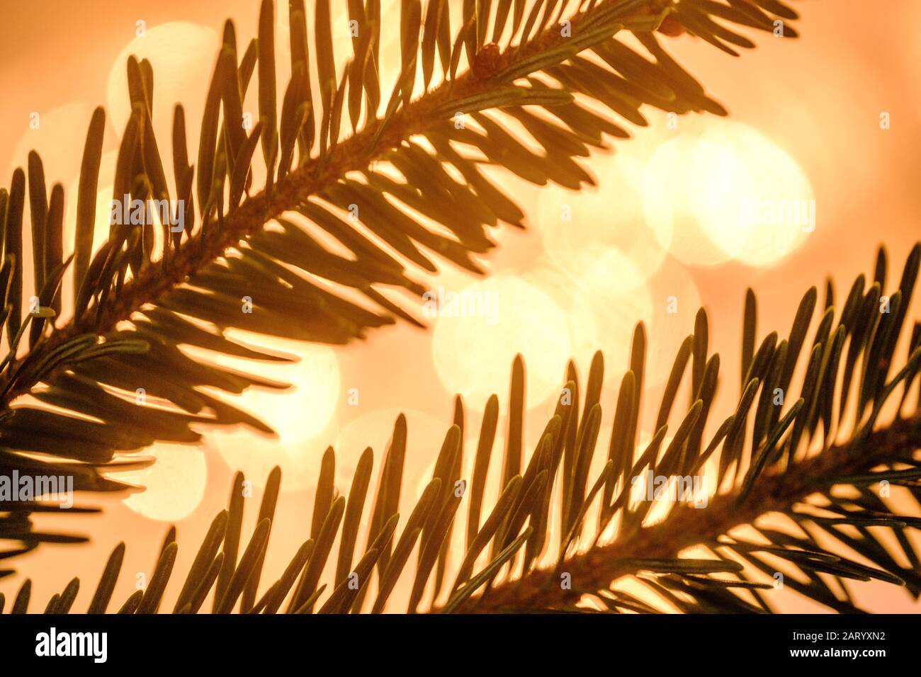 Pine fronds hi-res stock photography and images - Alamy