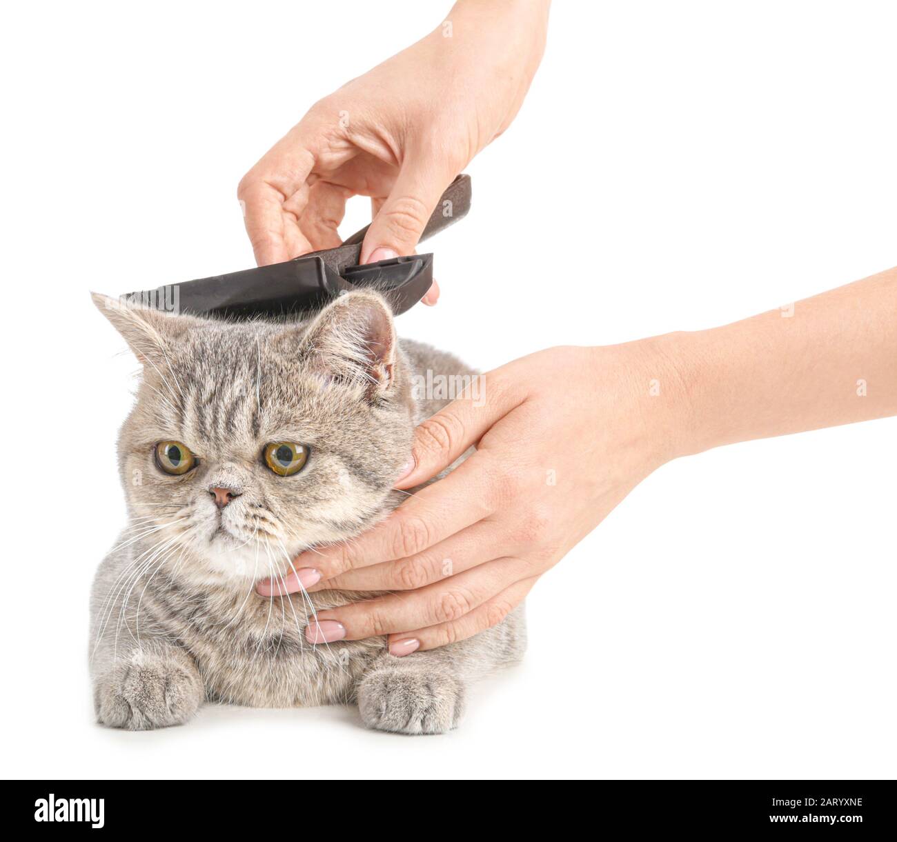 Groomer brushing cute cat on white background Stock Photo - Alamy