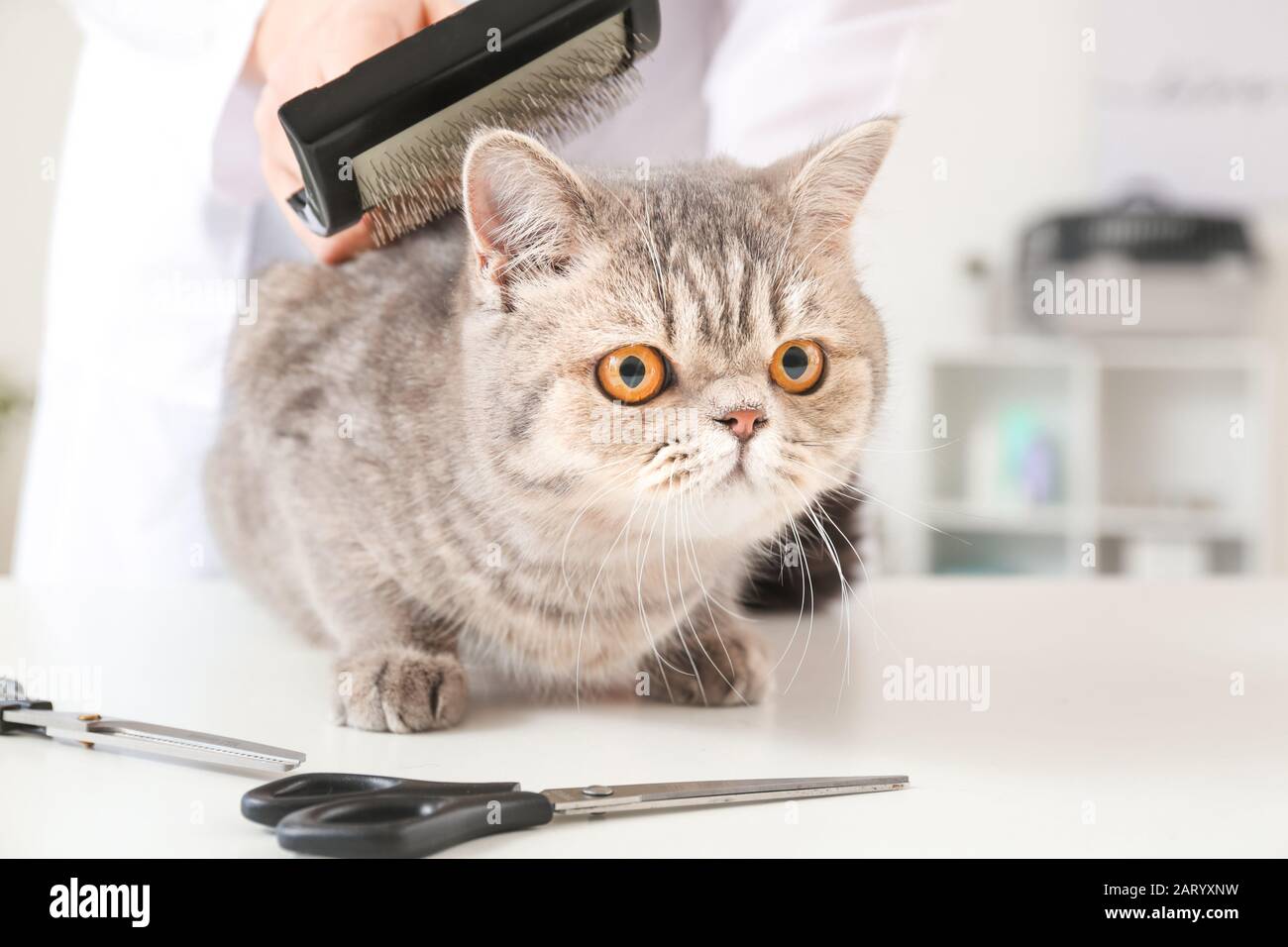 Groomer brushing cute funny cat in salon Stock Photo - Alamy