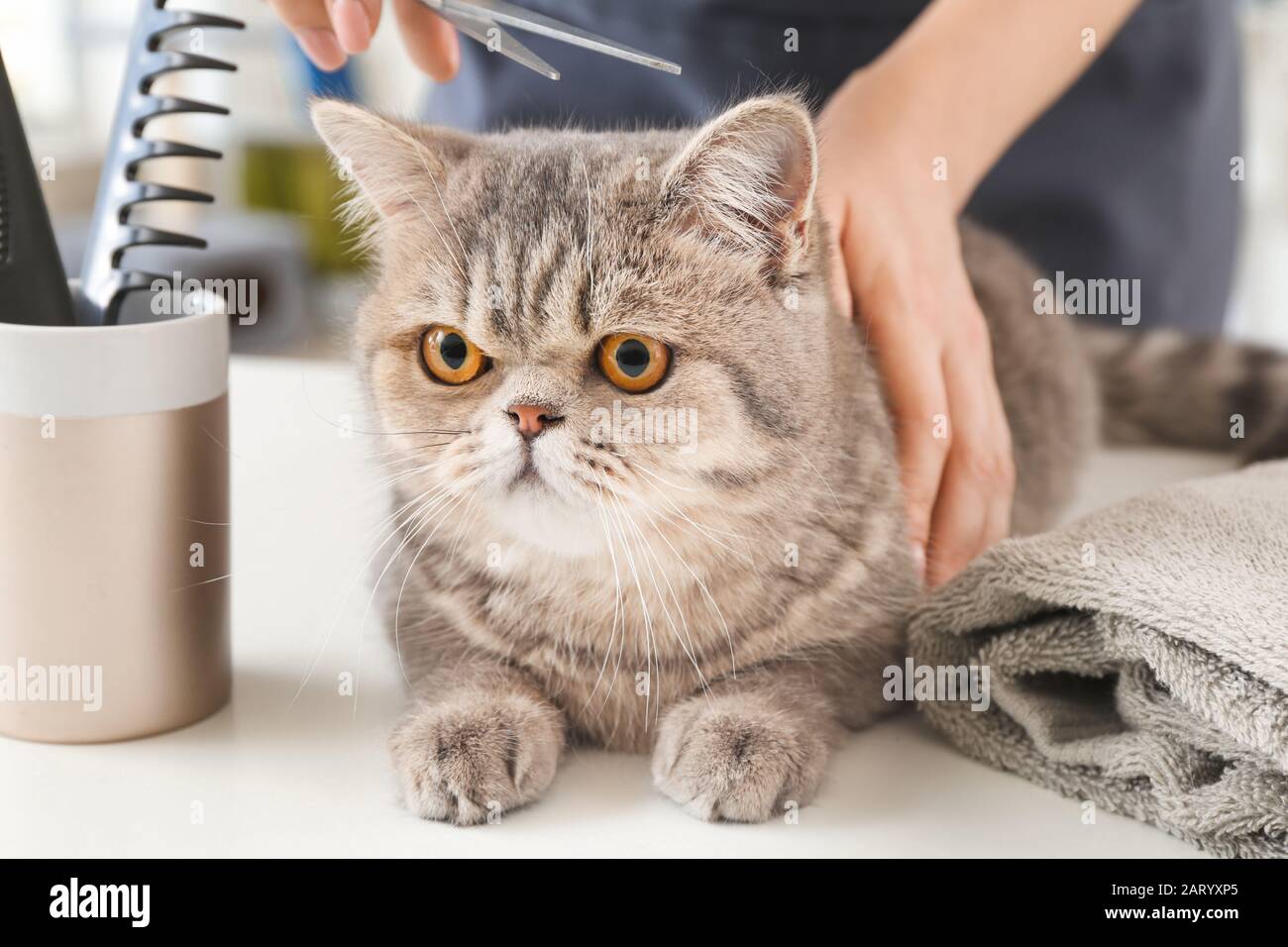 Shorthair hairstyle hi-res stock photography and images - Alamy