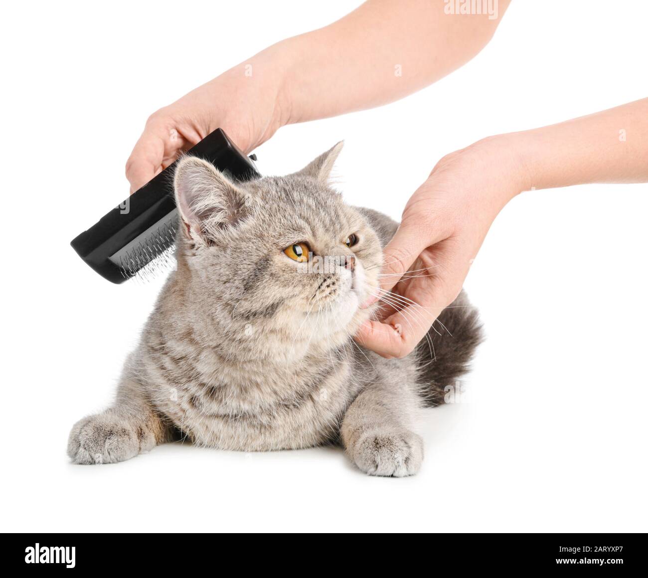 Groomer brushing cute cat on white background Stock Photo - Alamy