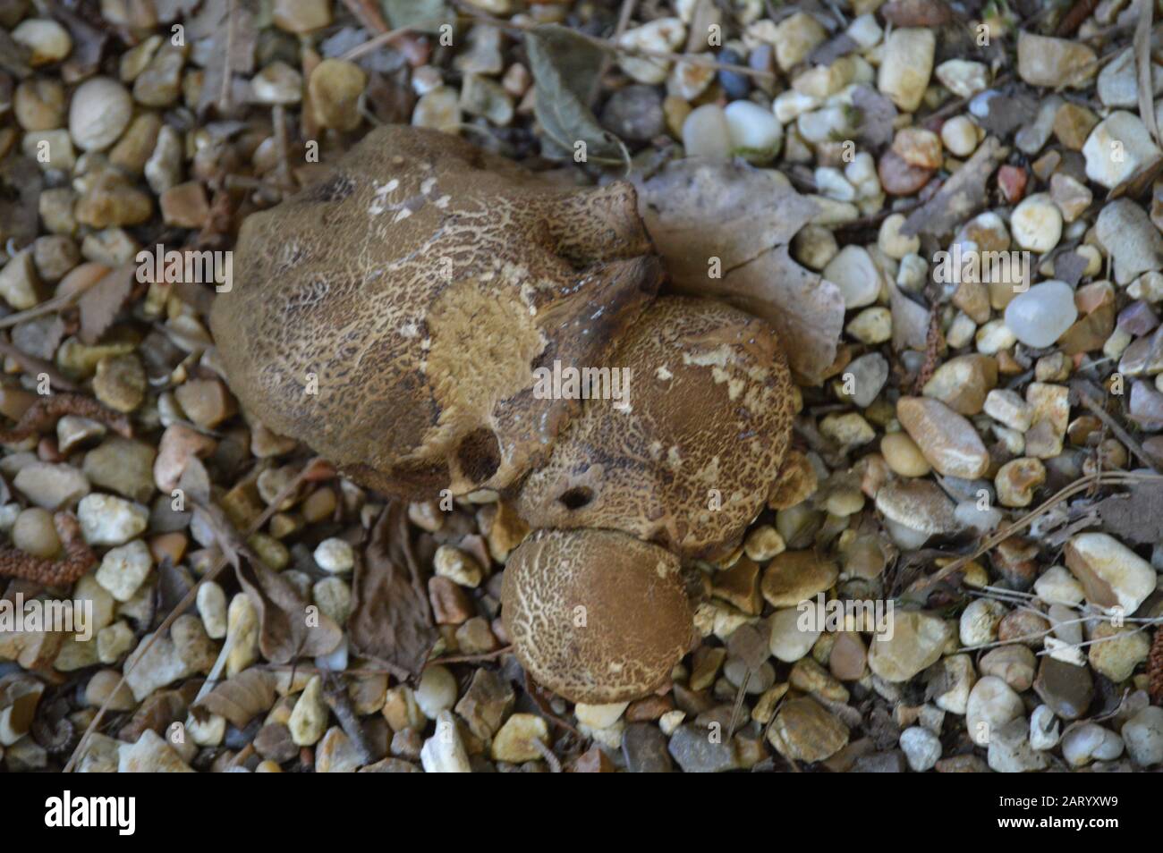 Small poisonous mushroom fungus Stock Photo - Alamy