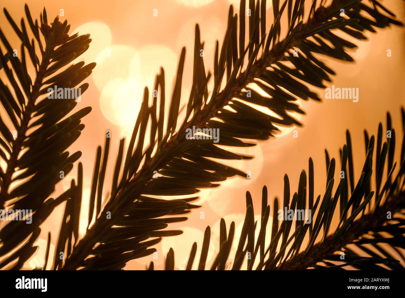 Close up pine fronds hi-res stock photography and images - Alamy