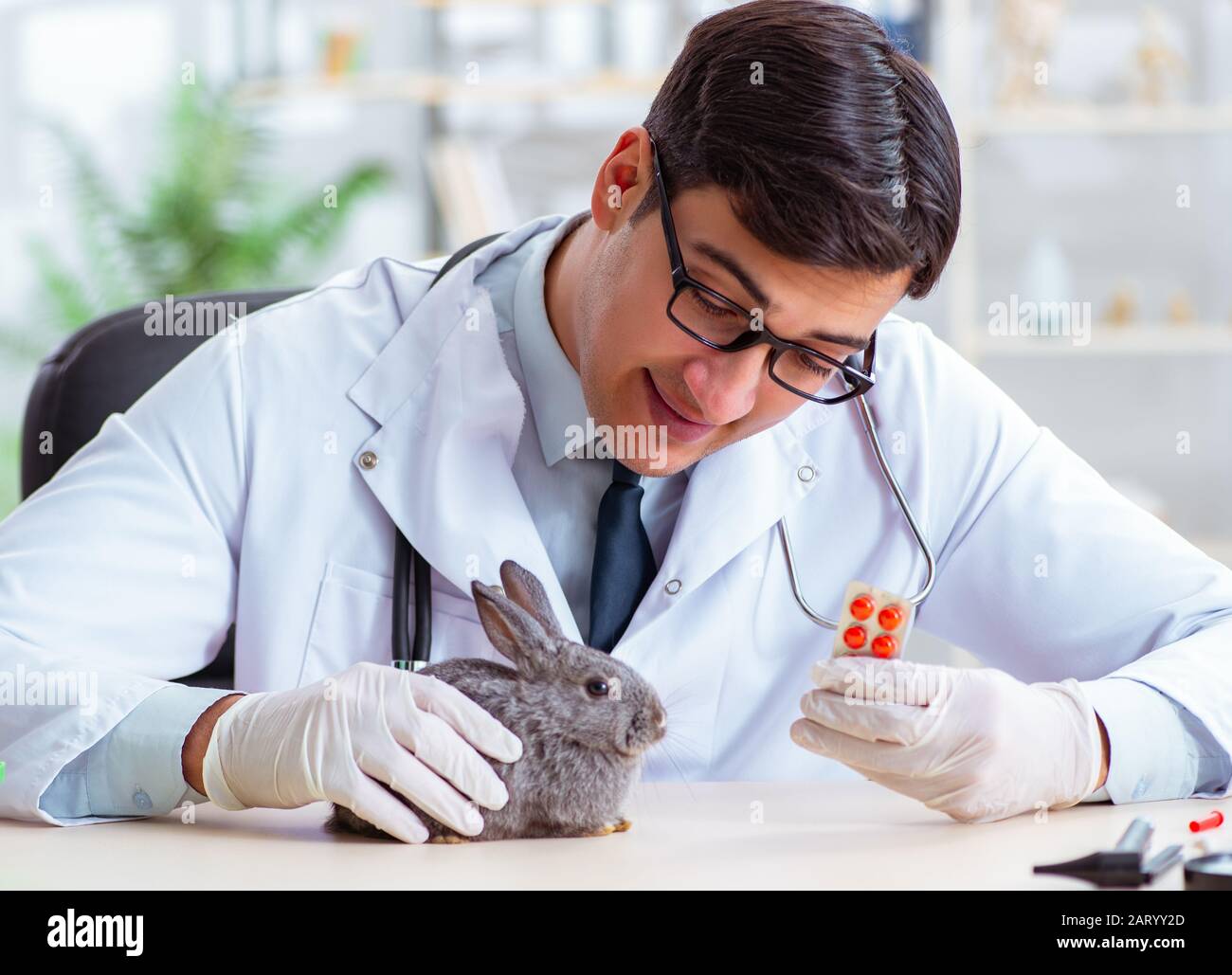 The scientist doing testing on animals rabbit Stock Photo - Alamy