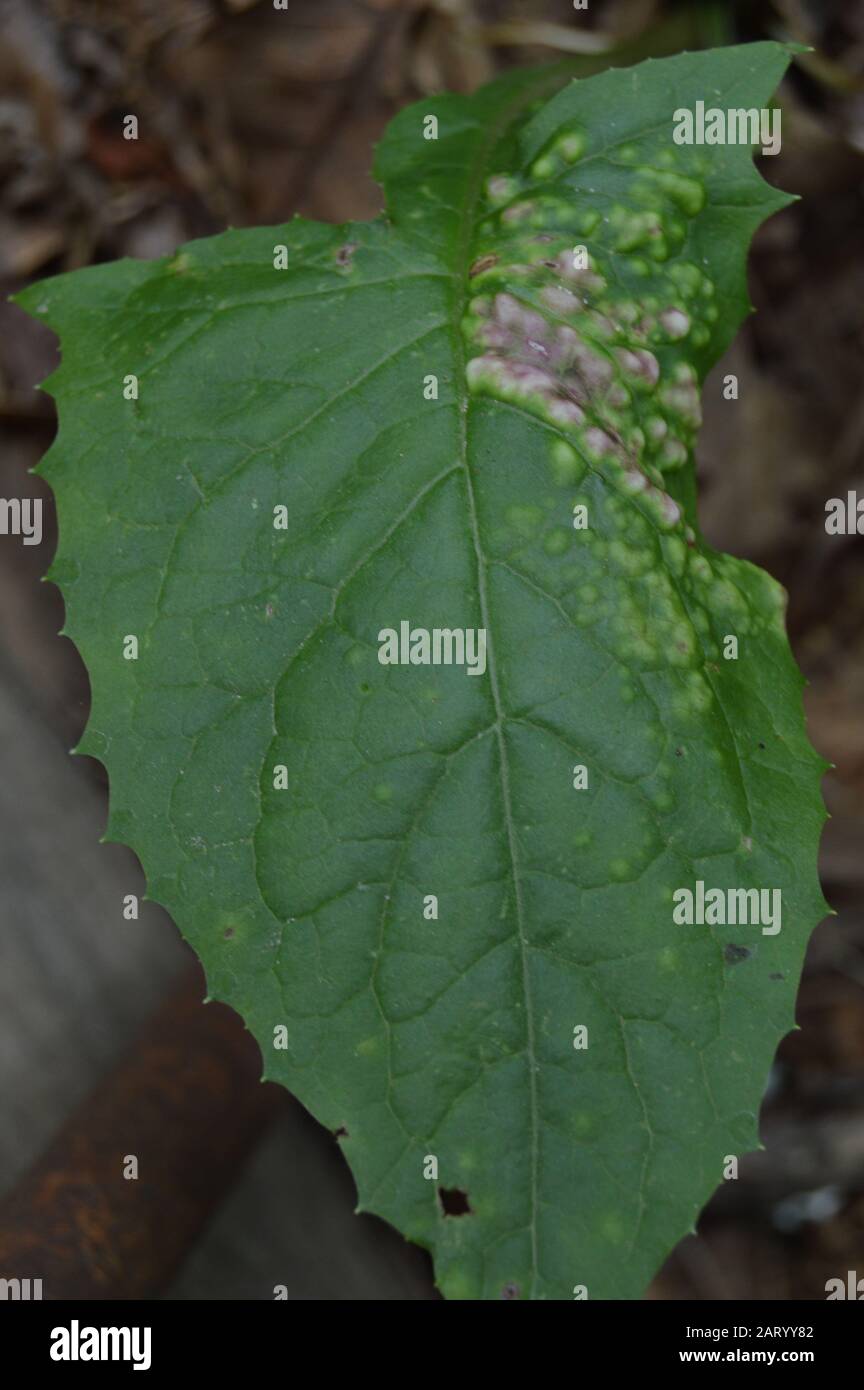 Plant desease hi-res stock photography and images - Alamy Plant desease hi-res stock photography and images - Alamy